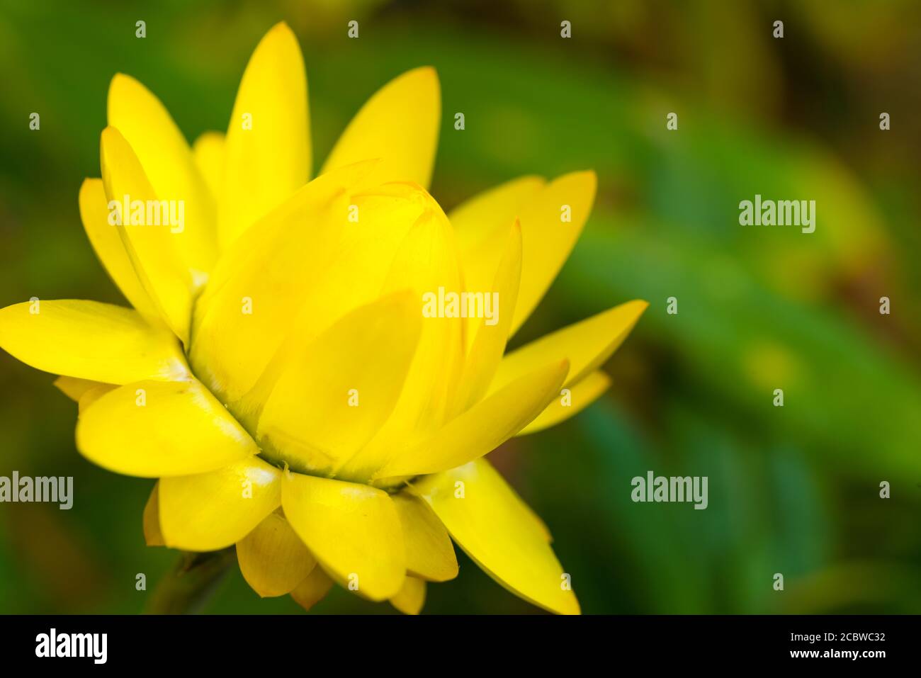 Helichrysum straw daisy hi-res stock photography and images - Alamy