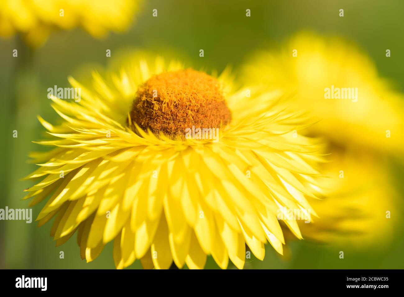 Sunflower everlasting hi-res stock photography and images - Alamy