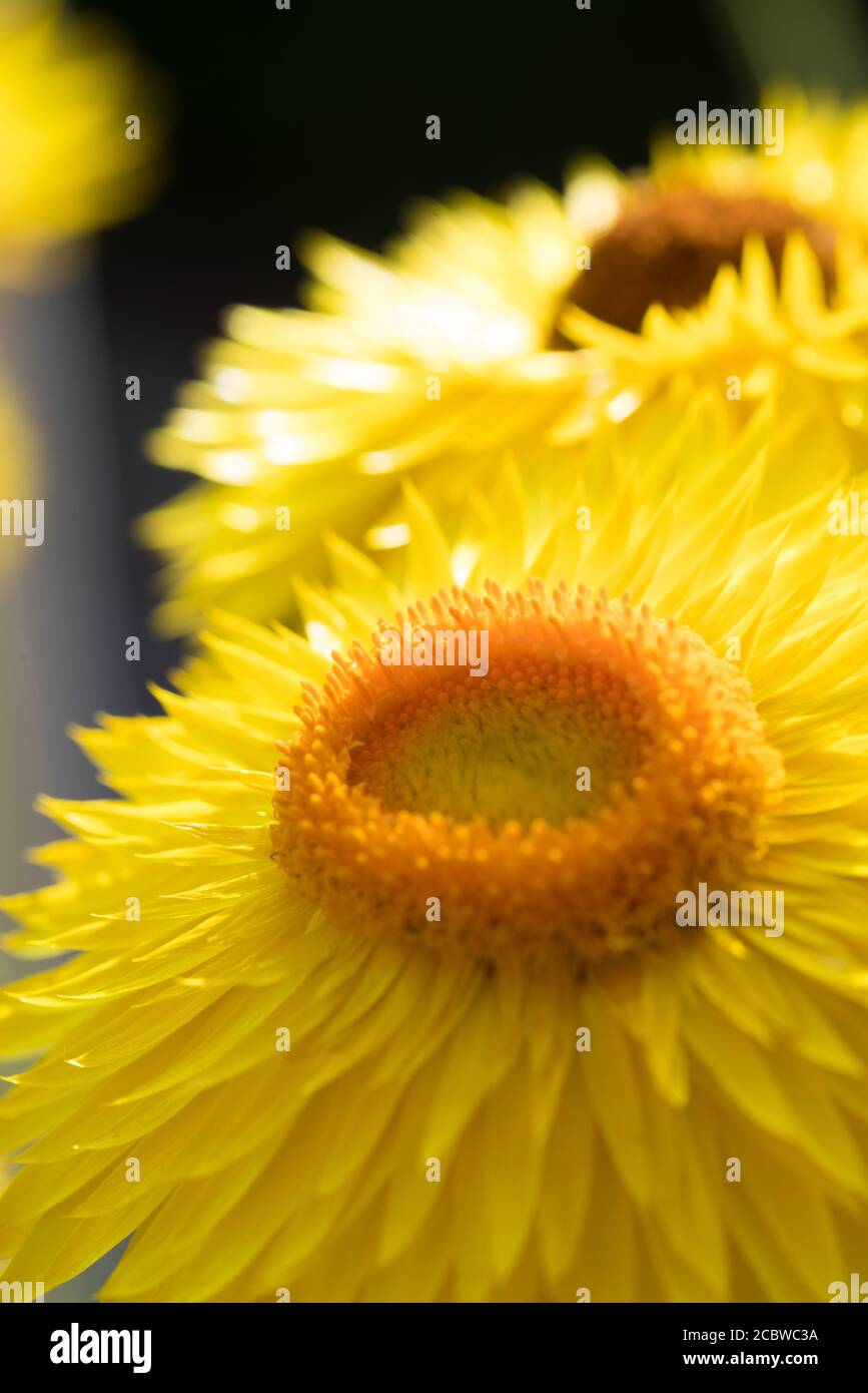 Sunflower everlasting hi-res stock photography and images - Alamy