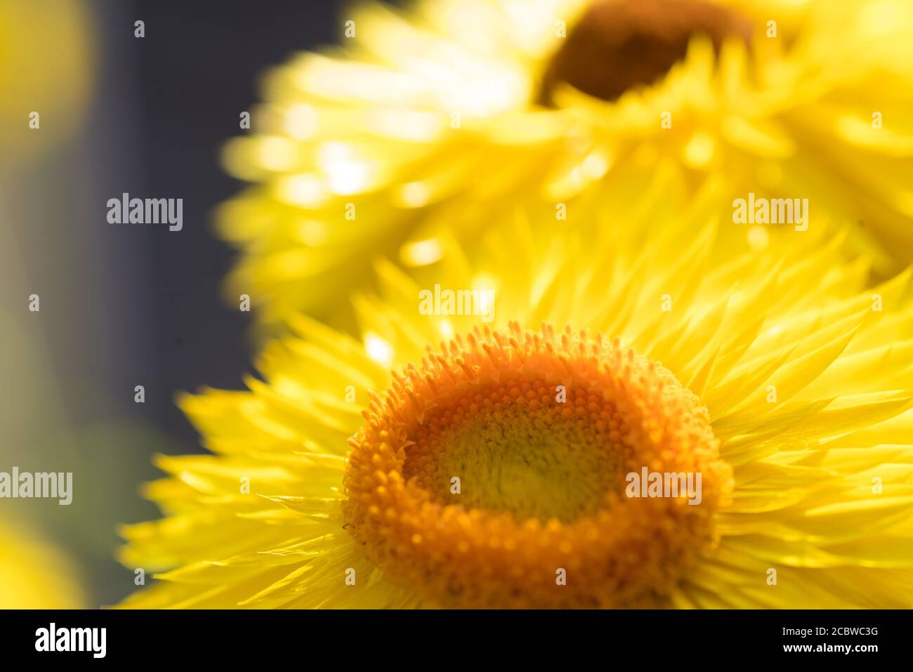 Sunflower everlasting hi-res stock photography and images - Alamy