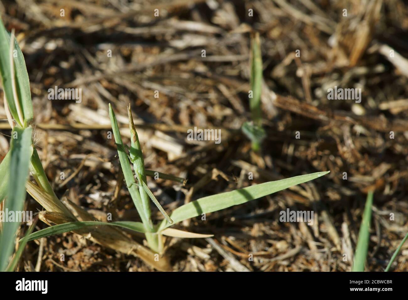 Acrida ungarica is a species of grasshopper, commonly known as the cone ...