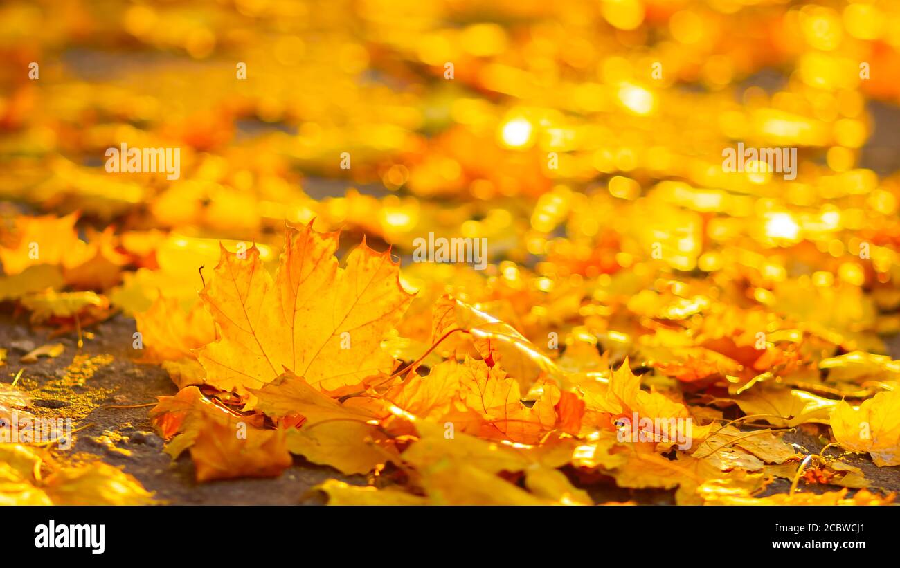Autumn season leafs. Fallen maple leaves in the forest. Golden maple ...