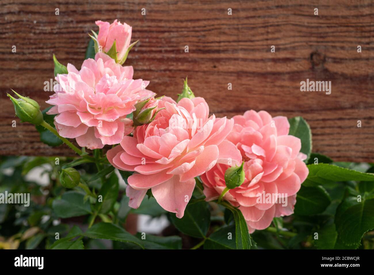 Group of Pink Rose with wooden plank at background. Copy space Stock ...