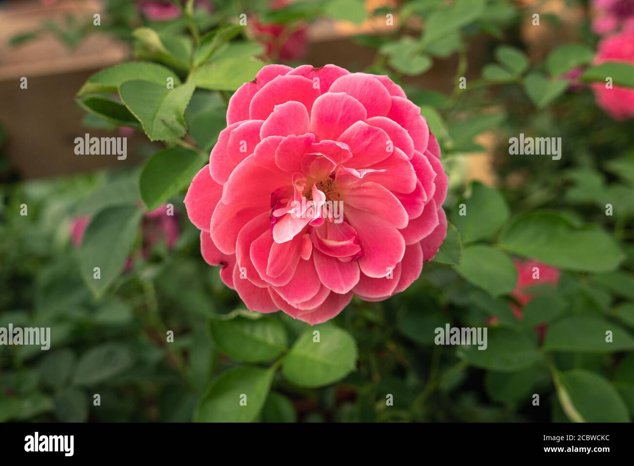 Rosa gallica hi-res stock photography and images - Alamy