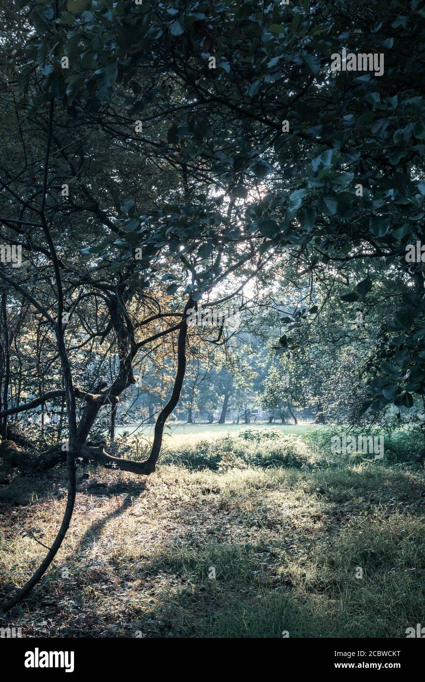 early morning light through trees Stock Photo - Alamy