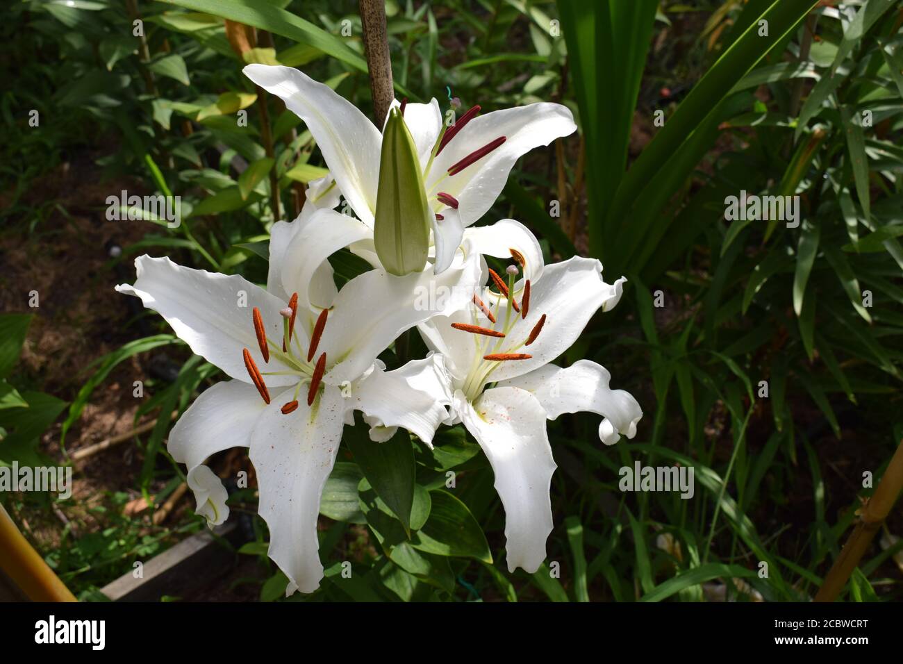 Lily lilium rialto hi-res stock photography and images - Alamy