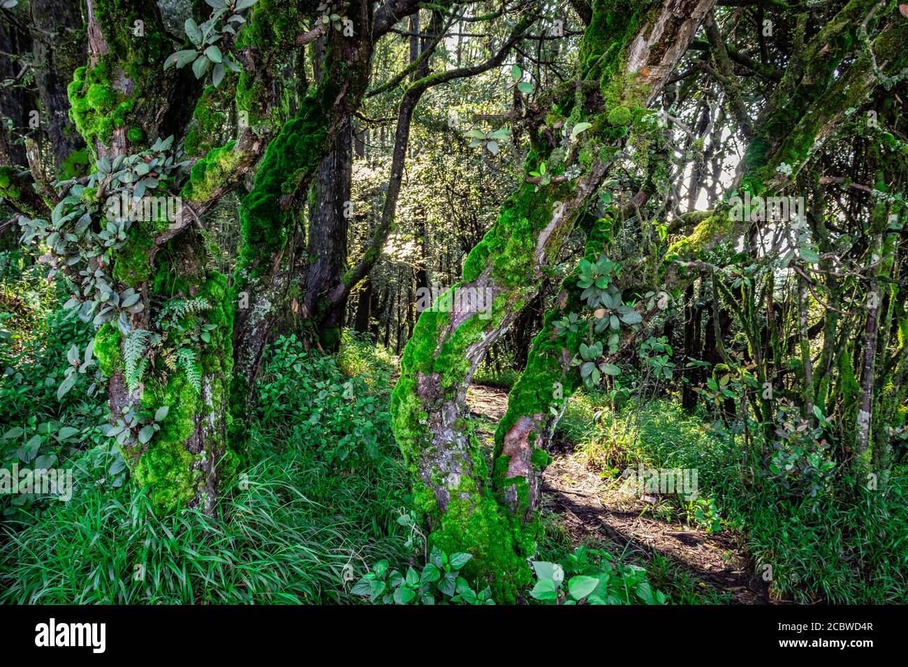 algae on tree trunk at lush green forest showing the natural phenomena ...