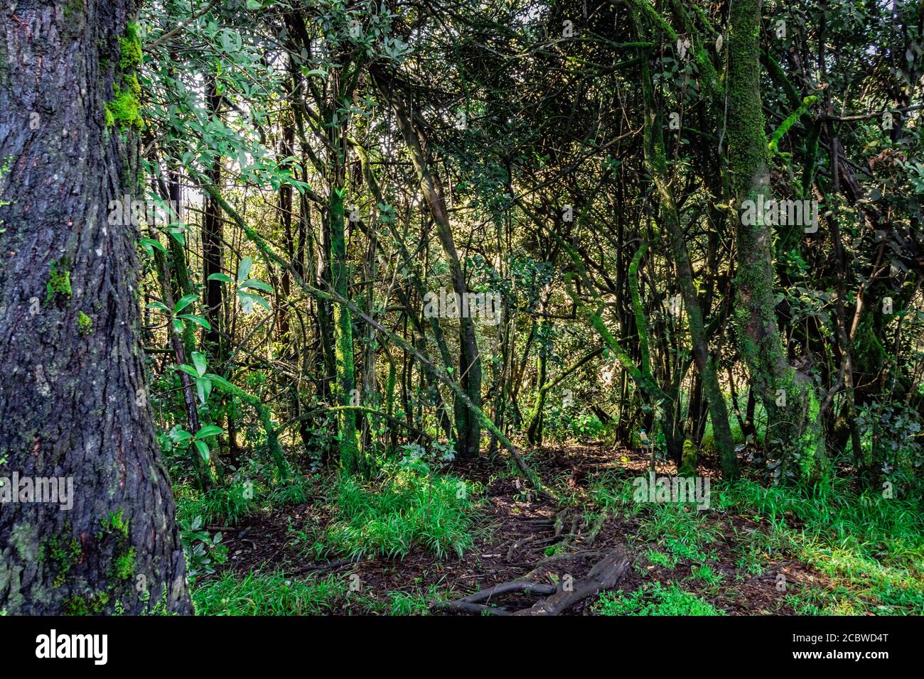 Thick tropical forest hi-res stock photography and images - Alamy