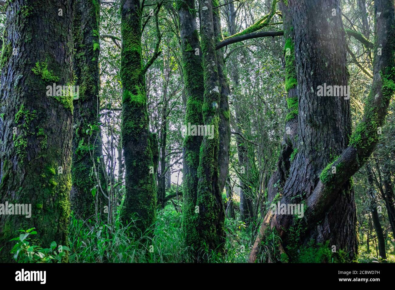thick tropical forest with algae on tree trunk image is taken at ...