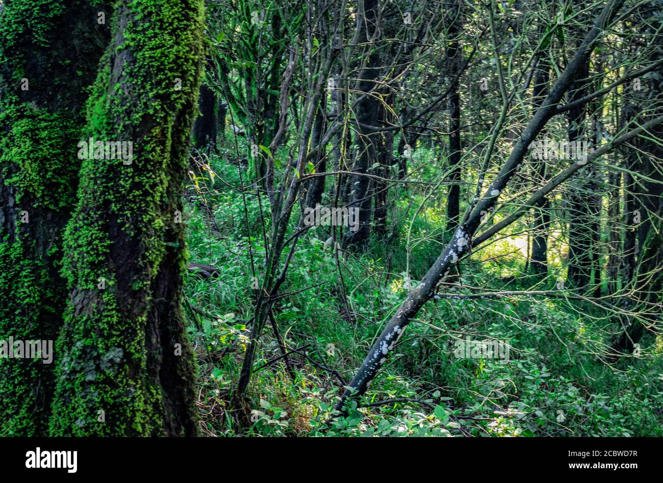 thick tropical forest with algae on tree trunk image is taken at ...