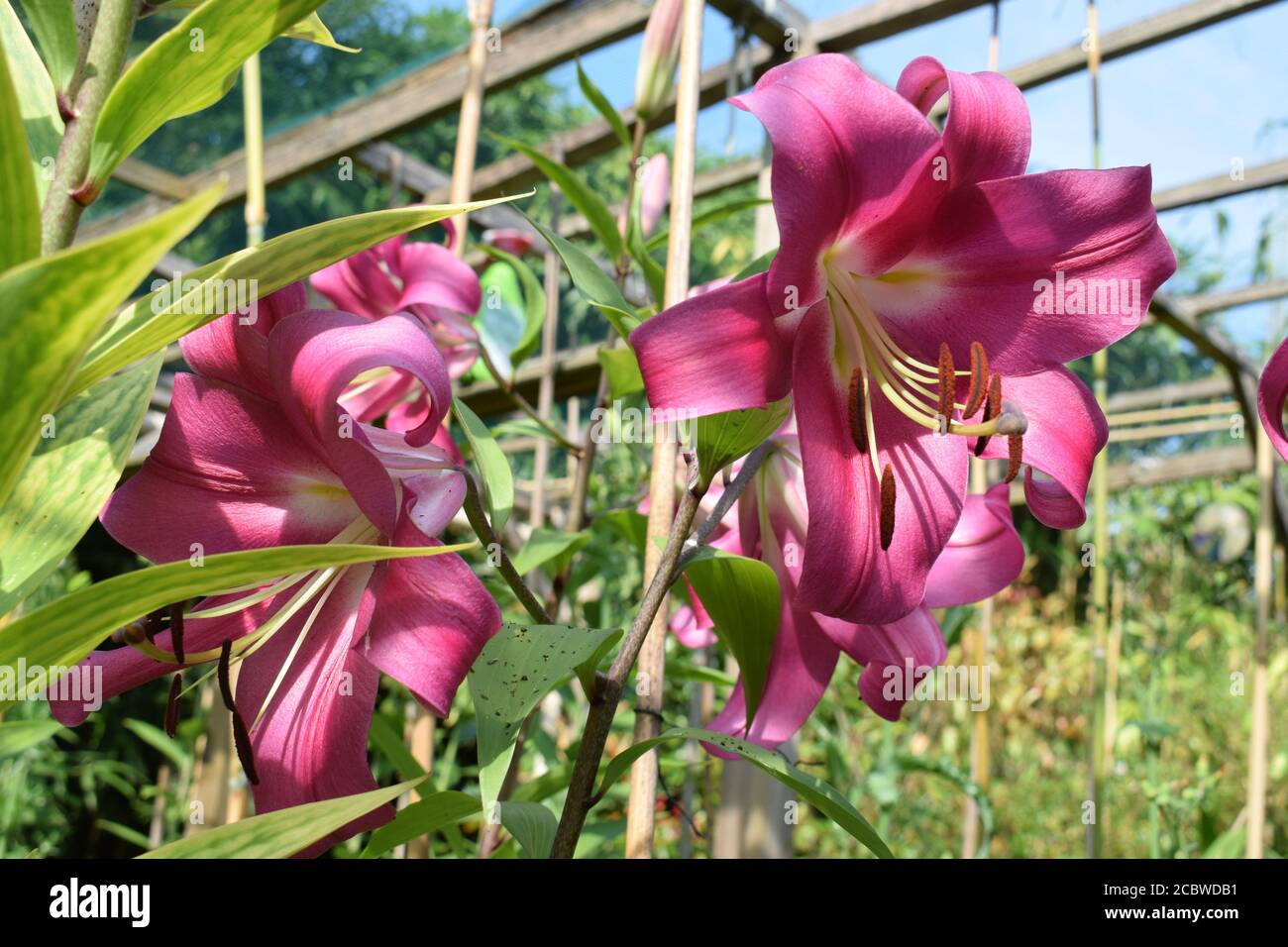 Robina lilium hi-res stock photography and images - Alamy