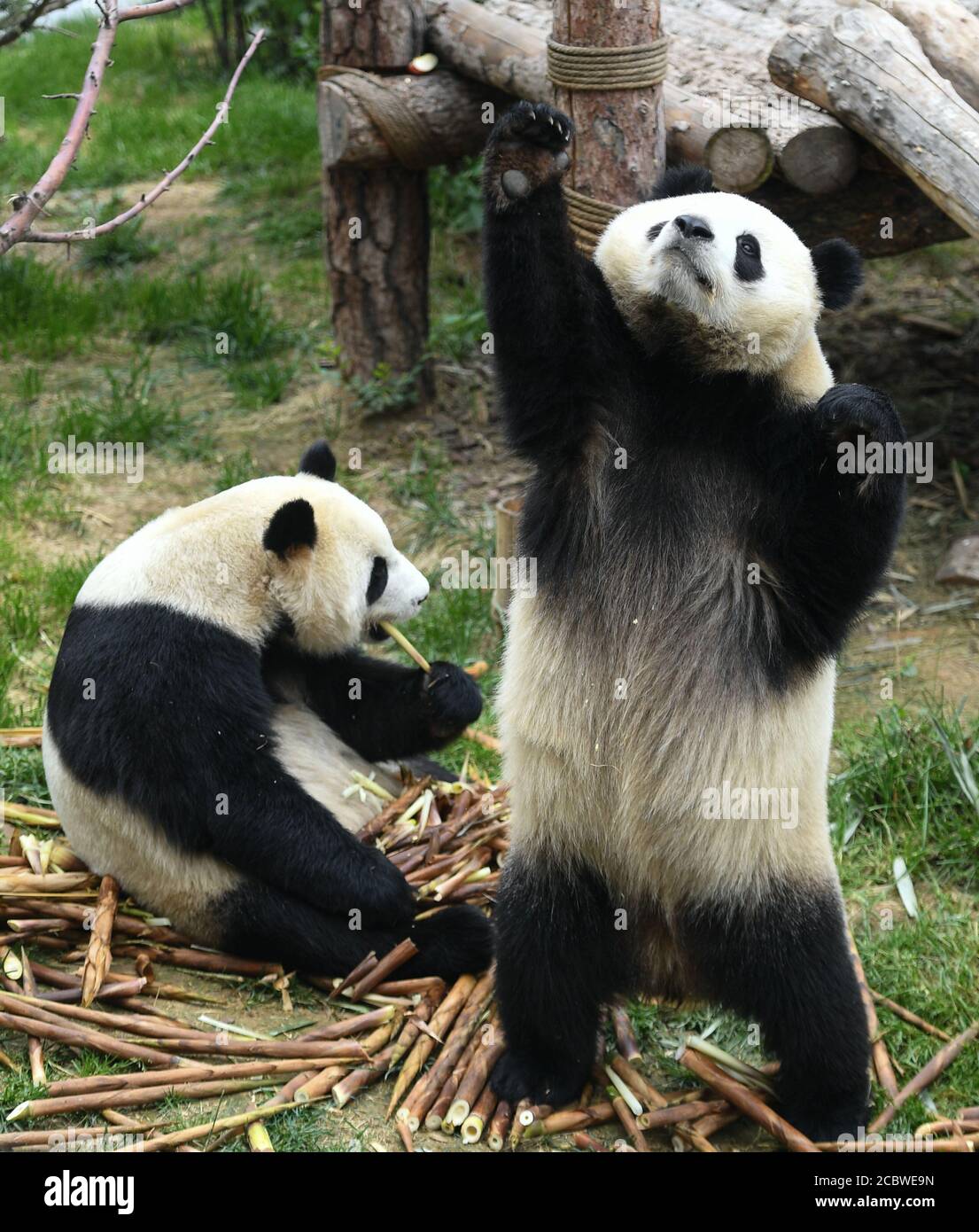 Xining, China's Qinghai Province. 16th Aug, 2020. Giant pandas Qi Guo ...