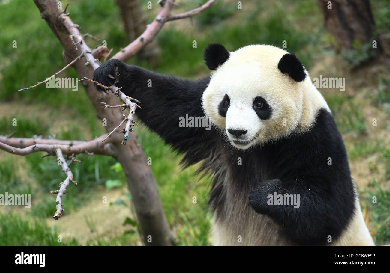 Xining, China's Qinghai Province. 16th Aug, 2020. Giant panda Yuan Man ...