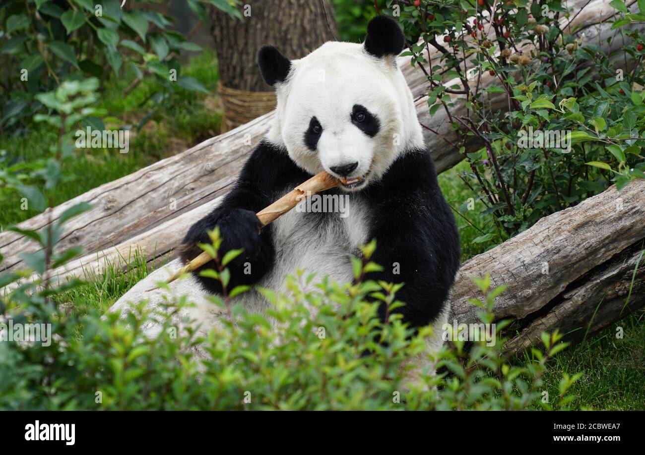 Shuang xin hi-res stock photography and images - Alamy