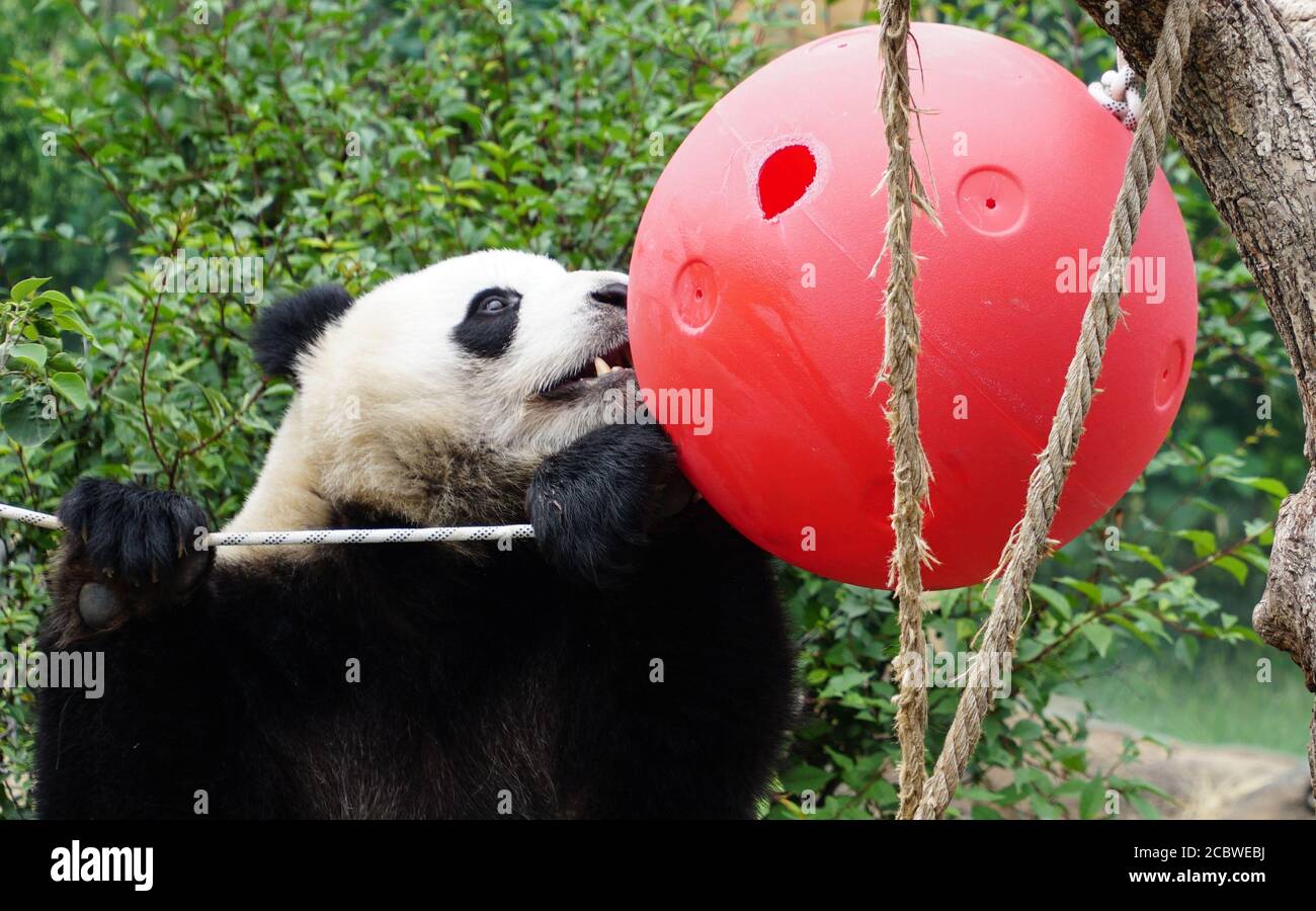 Xining, China's Qinghai Province. 16th Aug, 2020. Giant panda Qi Guo is ...