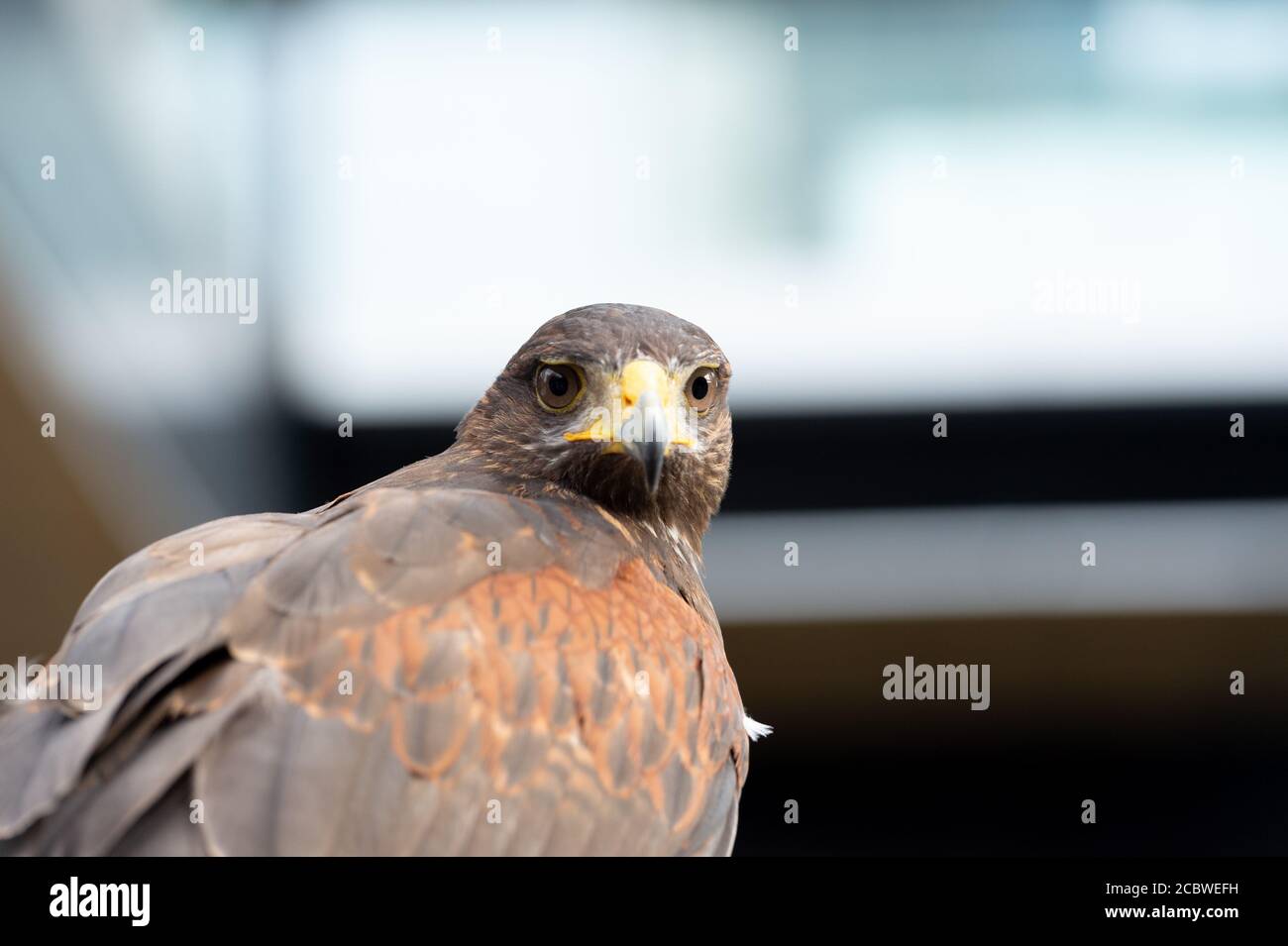 The hawk straight face expression of eye Stock Photo - Alamy