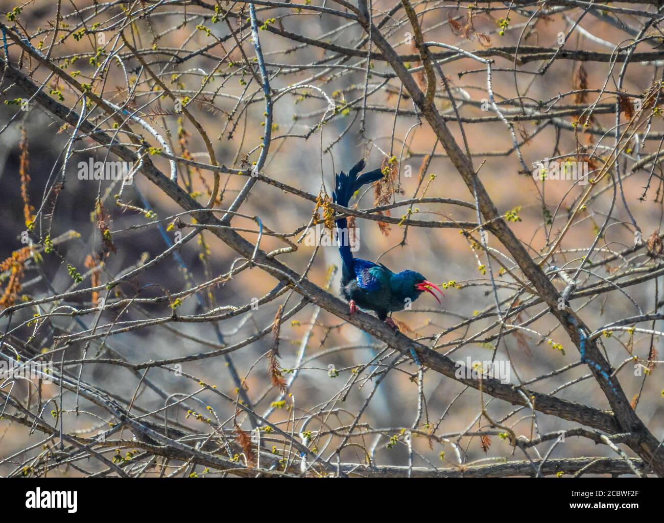 Green Wood Hoopoe High Resolution Stock Photography and Images - Alamy