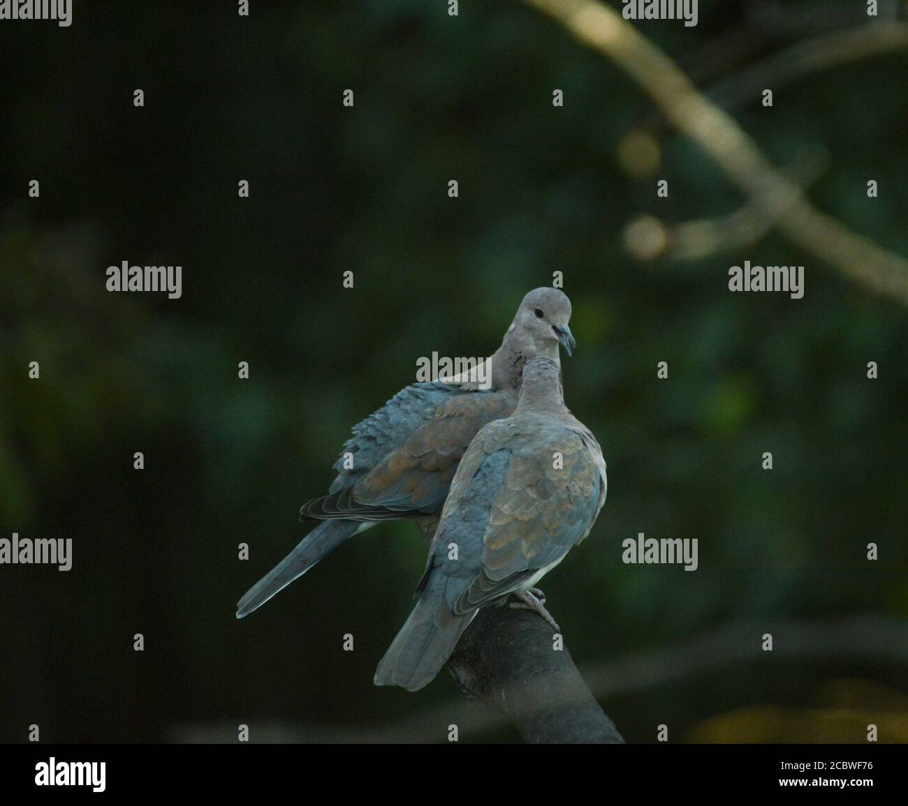 Doves Mating High Resolution Stock Photography and Images - Alamy