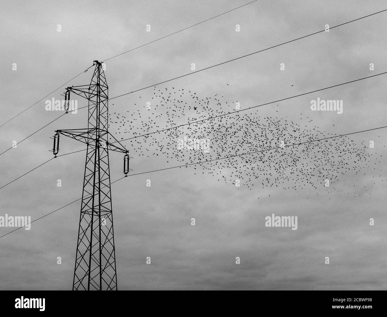 Birds at pylon hi-res stock photography and images - Alamy
