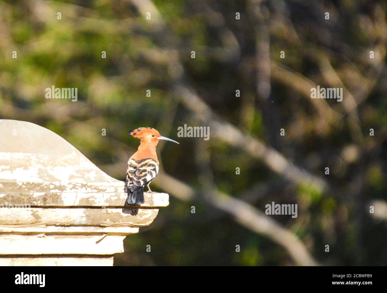 Beautiful African Hoopoe isolated and single also known as Hoopoes are ...