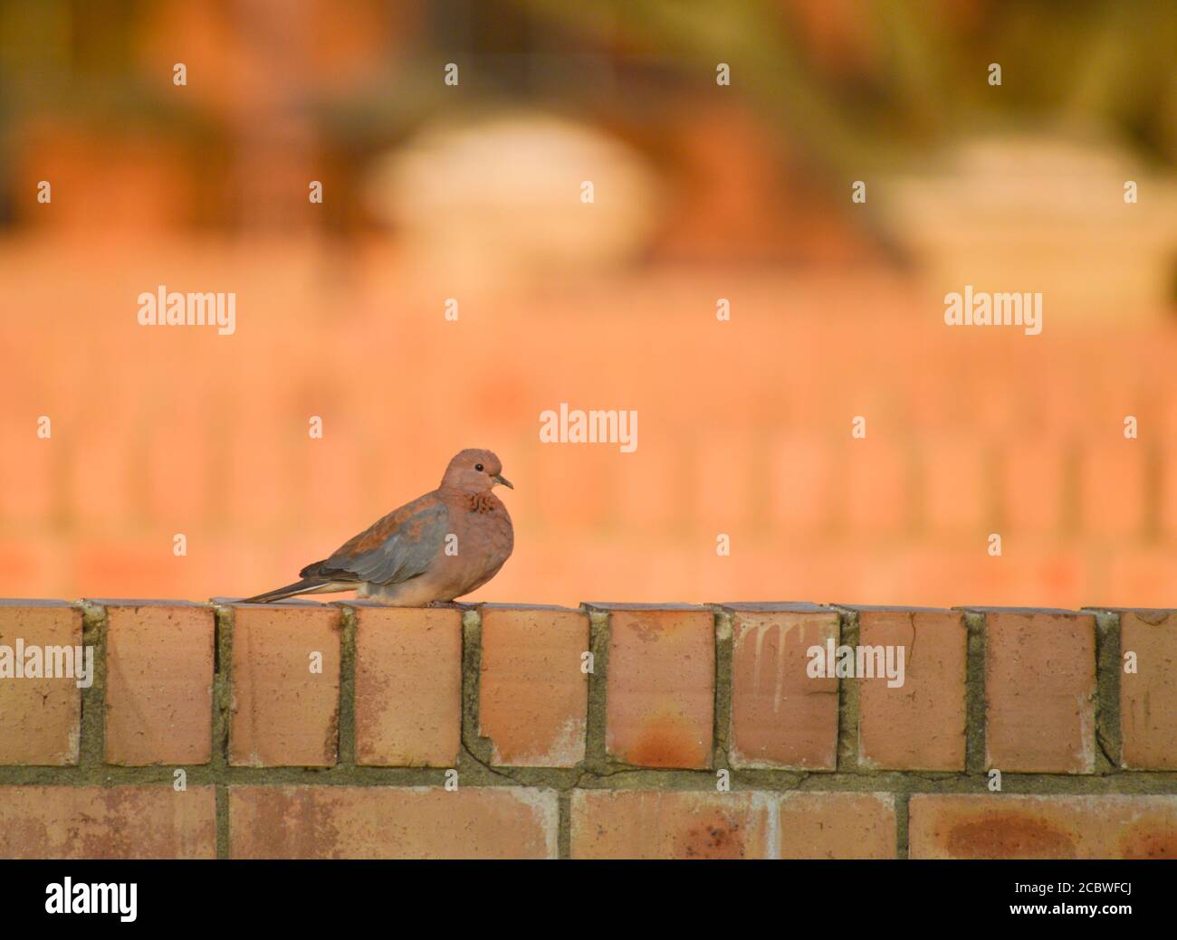 Isolated laughing dove or love doves perched in South Africa Stock ...