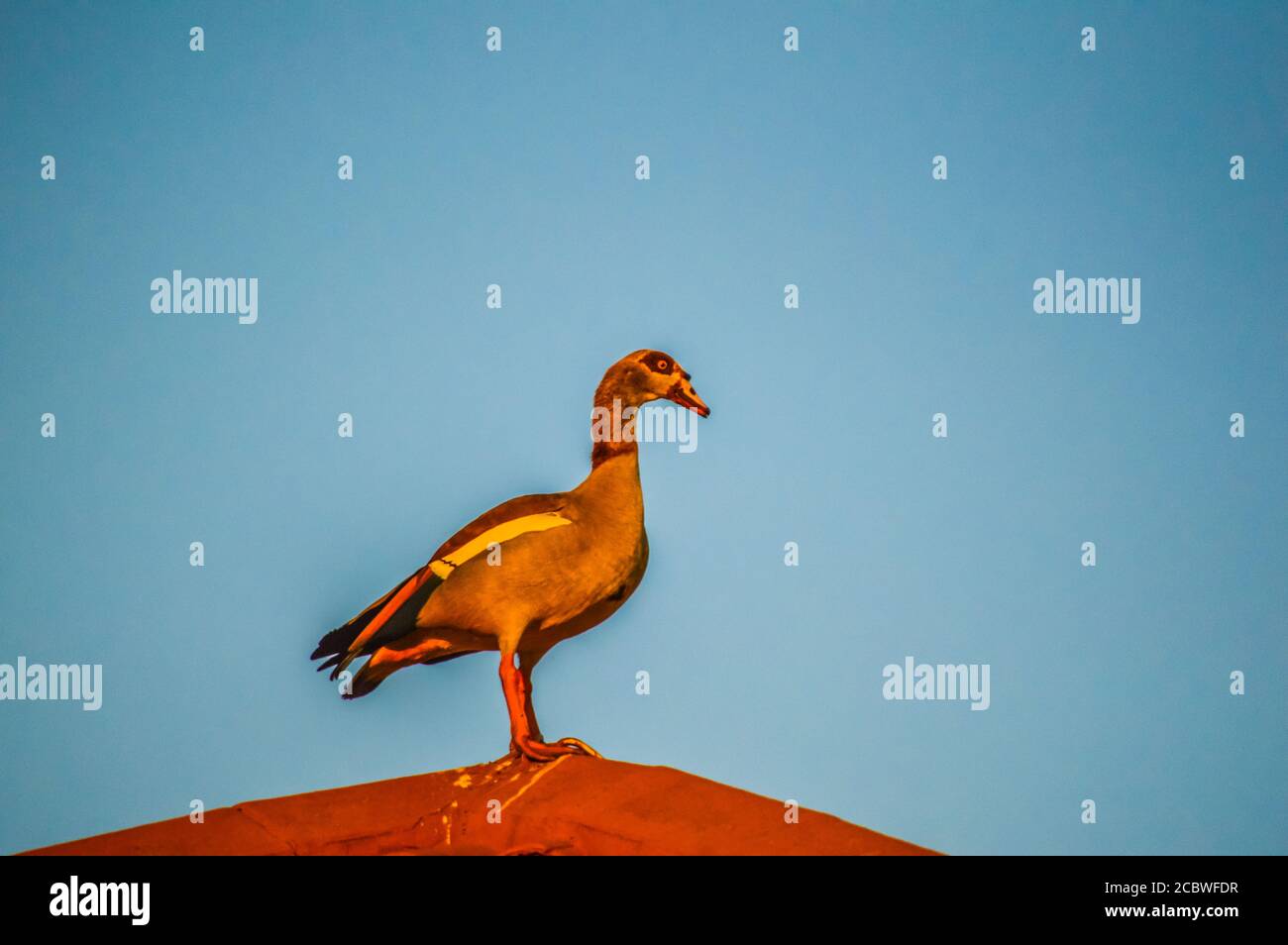 Goose wing building hi-res stock photography and images - Alamy