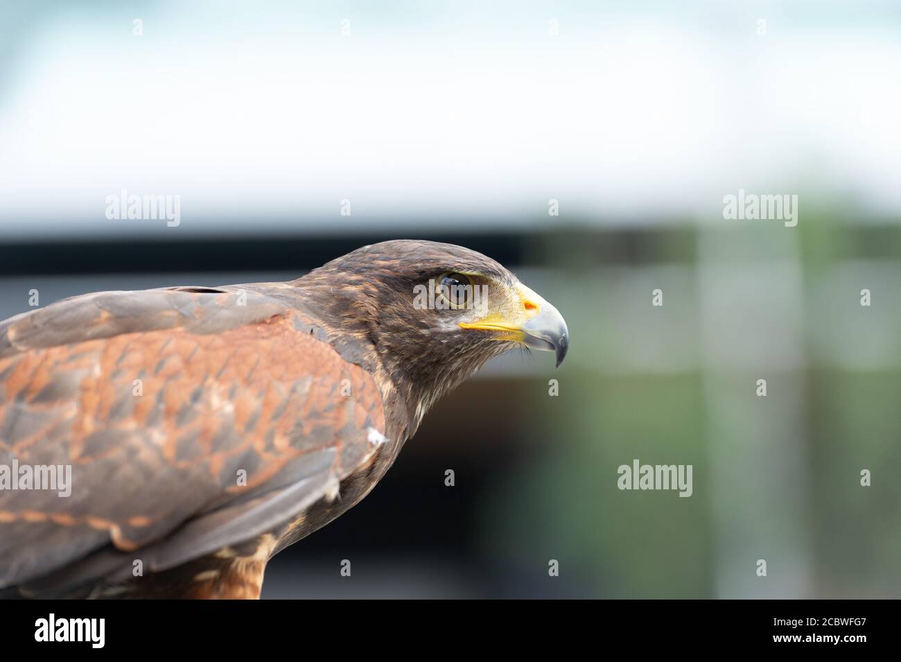 The isolated portrait of hawk Stock Photo - Alamy