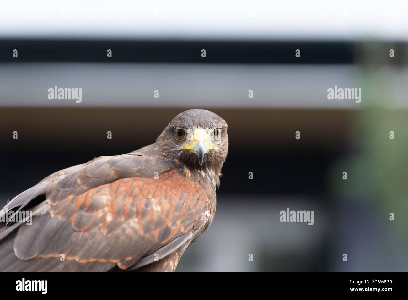 Expression of eye hi-res stock photography and images - Alamy