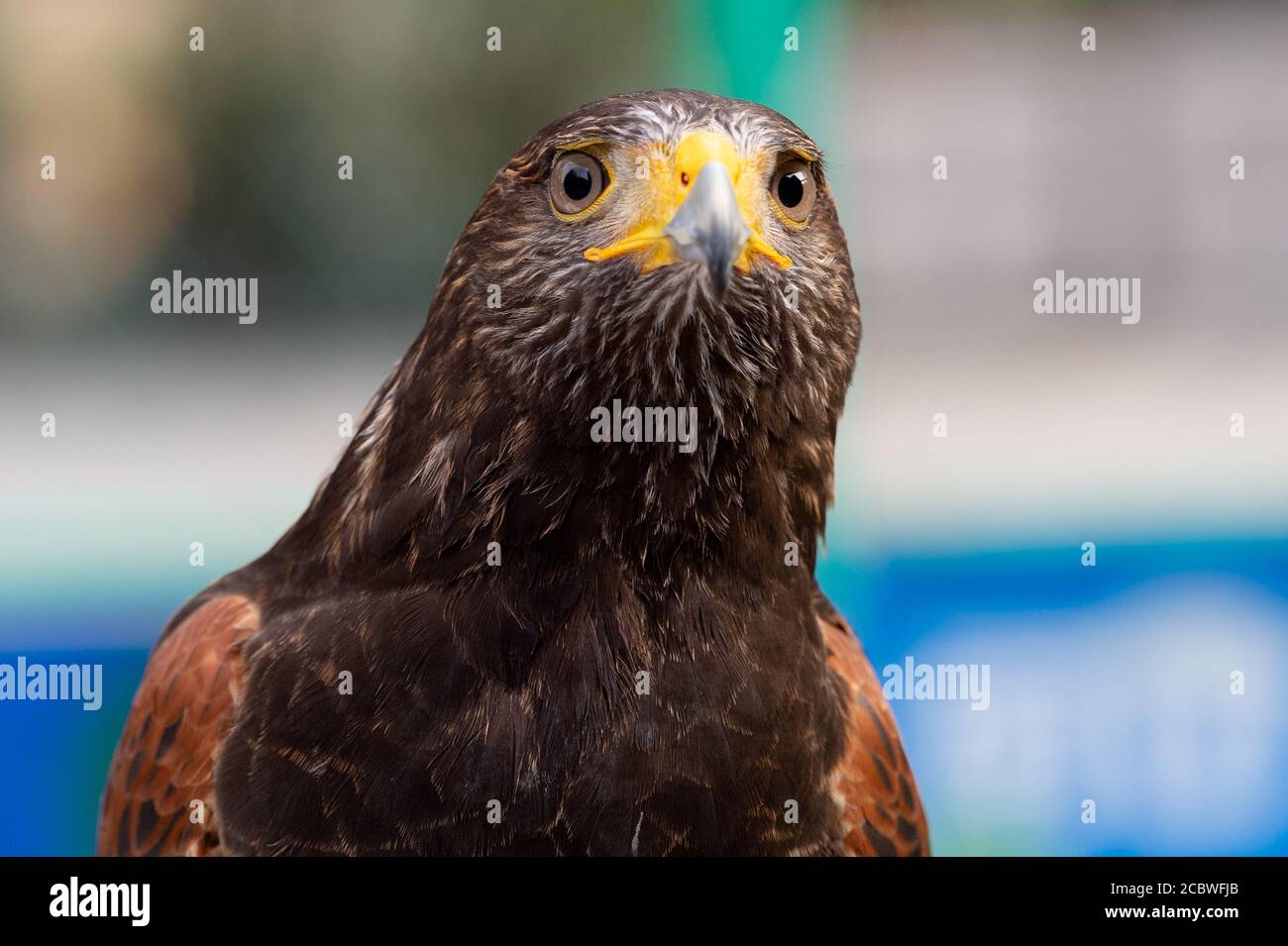 The hawk straight face expression of eye Stock Photo - Alamy