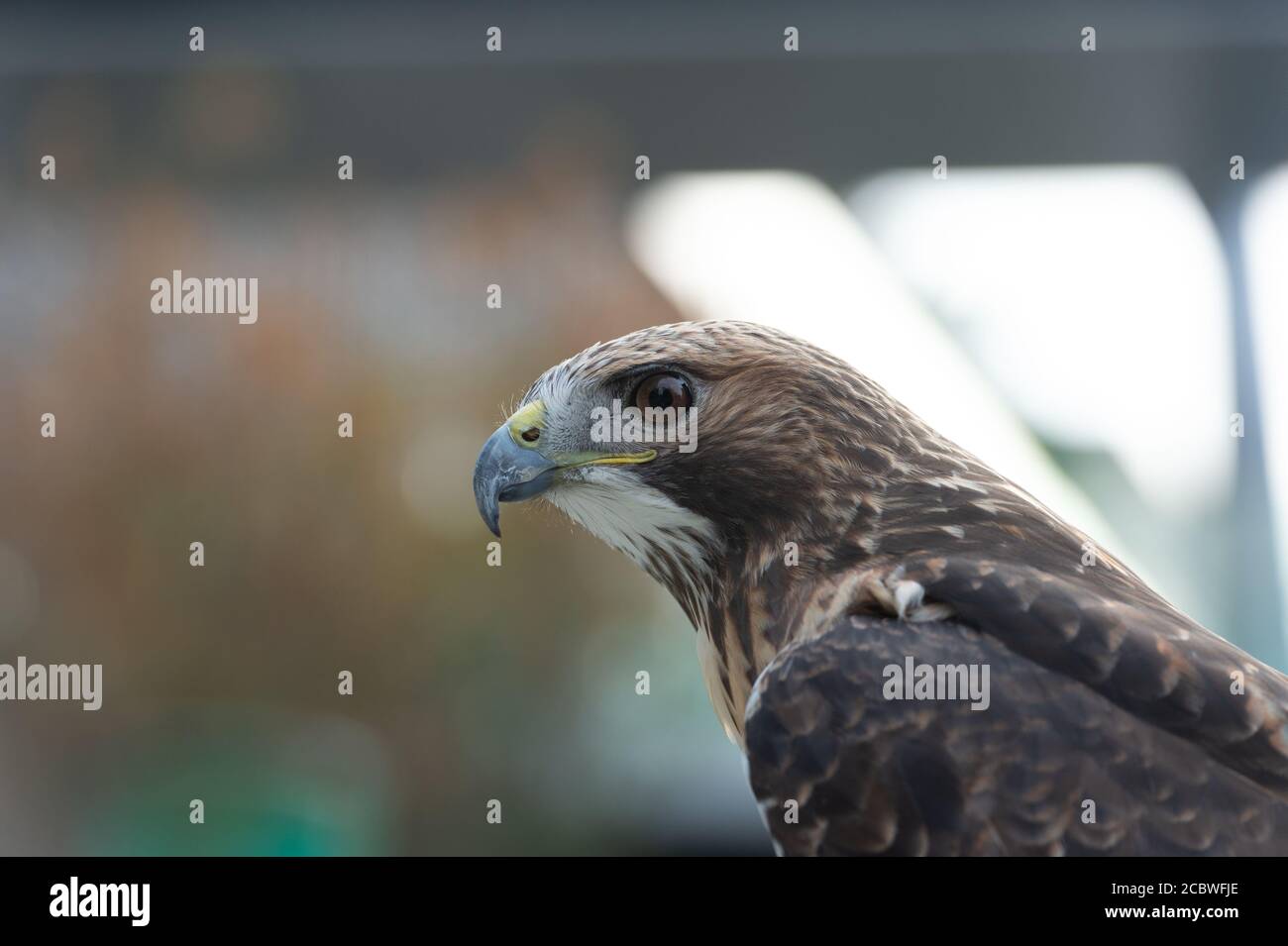The isolated portrait of hawk Stock Photo - Alamy