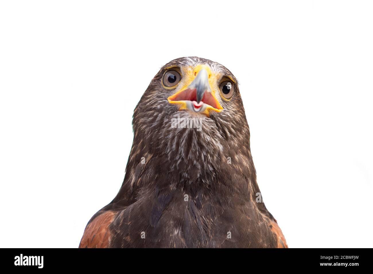 Harris hawk and claws hi-res stock photography and images - Alamy