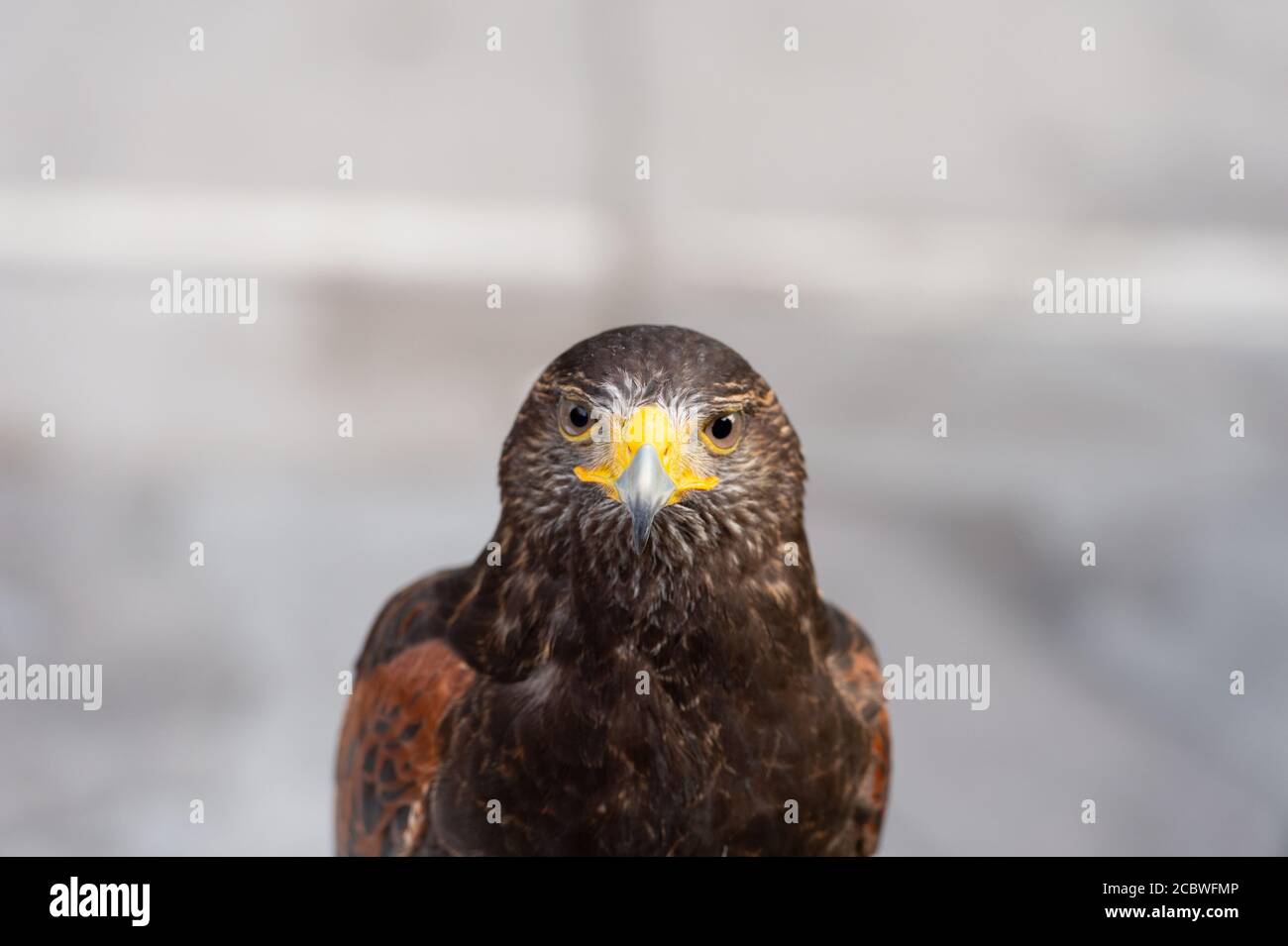 The hawk straight face expression of eye Stock Photo - Alamy