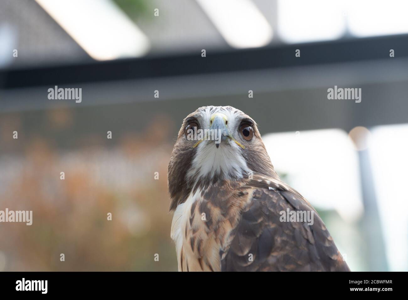 The hawk straight face expression of eye Stock Photo - Alamy