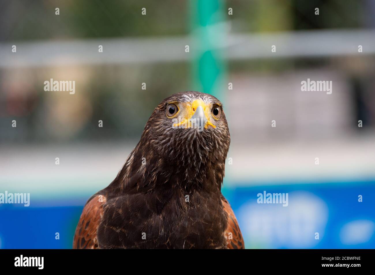 The hawk straight face expression of eye Stock Photo - Alamy