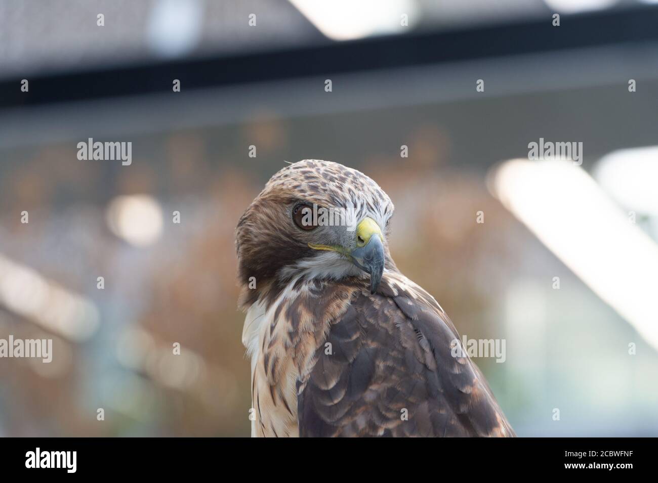 The isolated portrait of hawk Stock Photo - Alamy