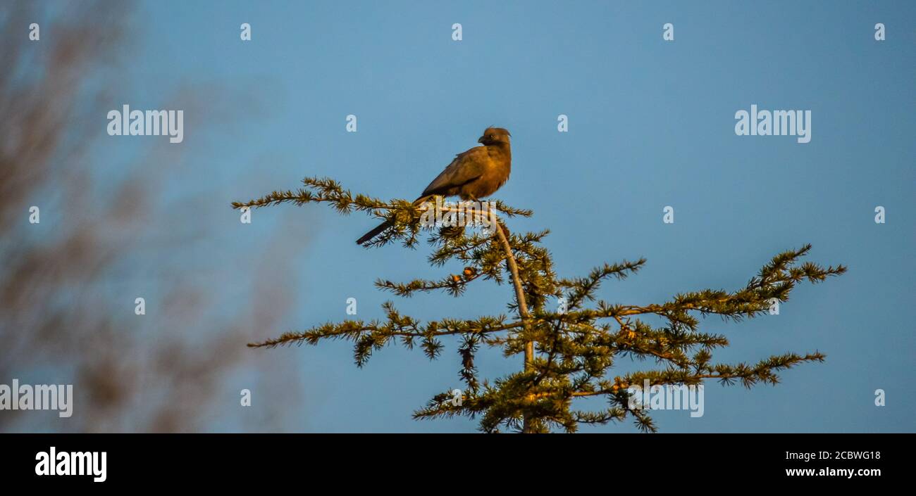 Isolated Grey go away-bird, also known as grey lourie is a bold and ...