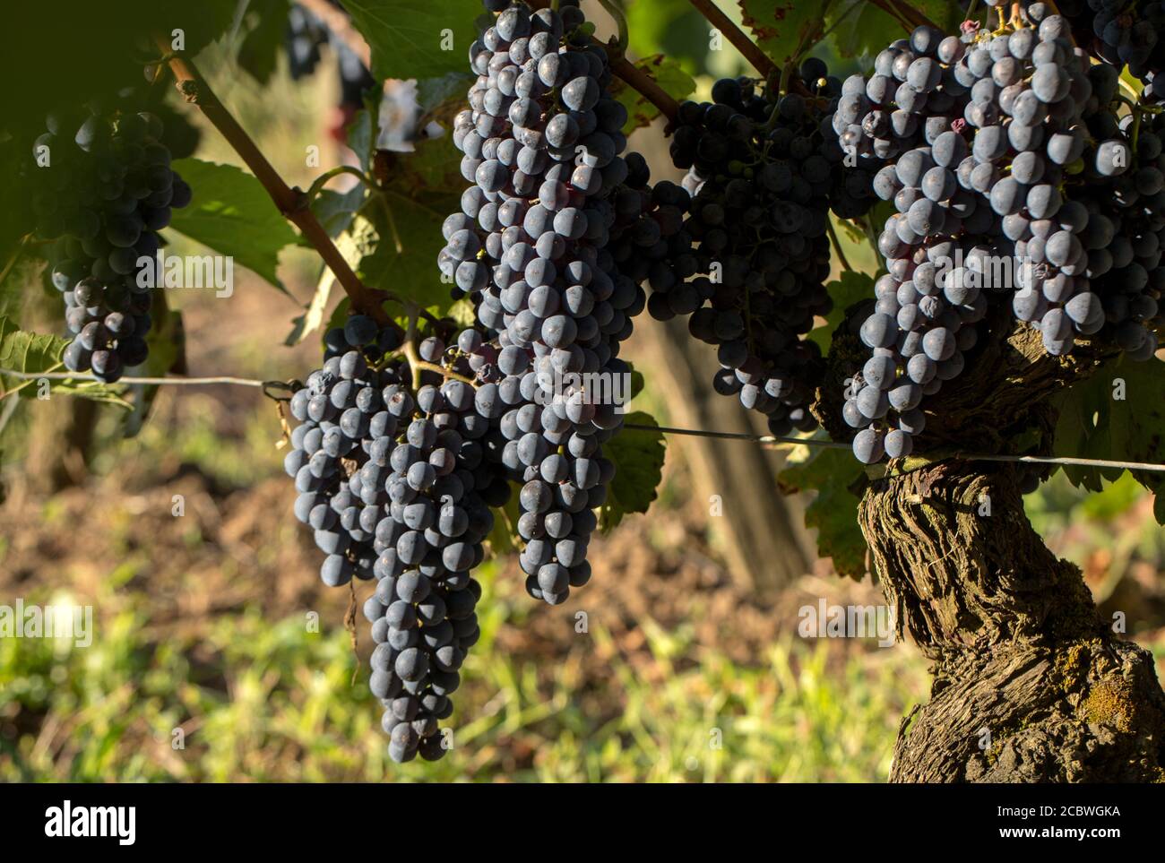 Close up of red merlot grapes in vineyard. Medoc, Gironde, Aquitaine ...