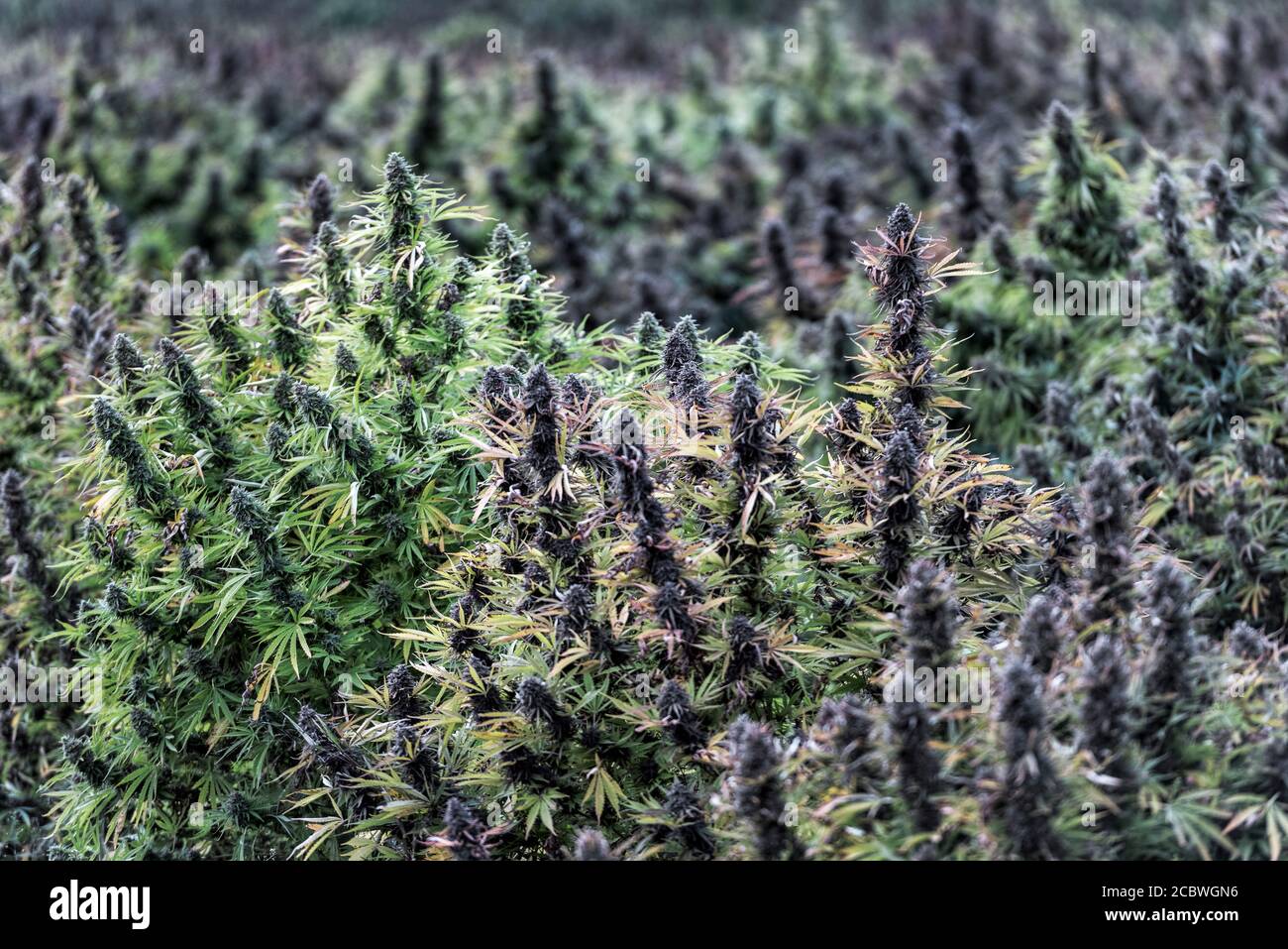 Flowering field of industrial hemp Stock Photo - Alamy