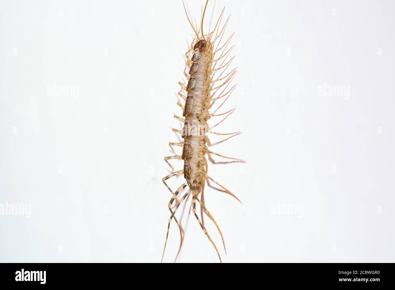 Giant centipede in the house. Emetophobia, afraid of the big bugs ...
