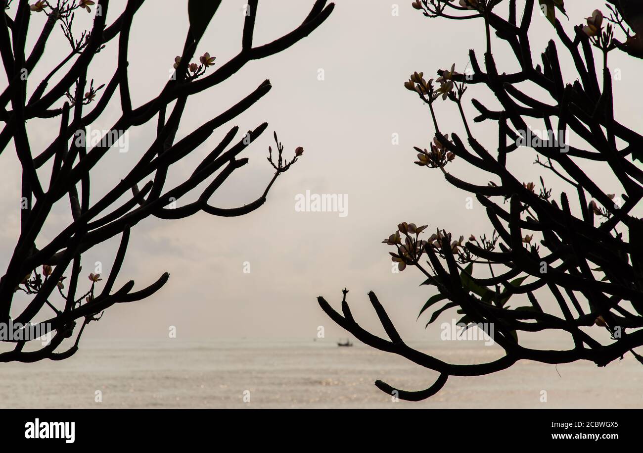 Frangipani Trees High Resolution Stock Photography and Images - Alamy