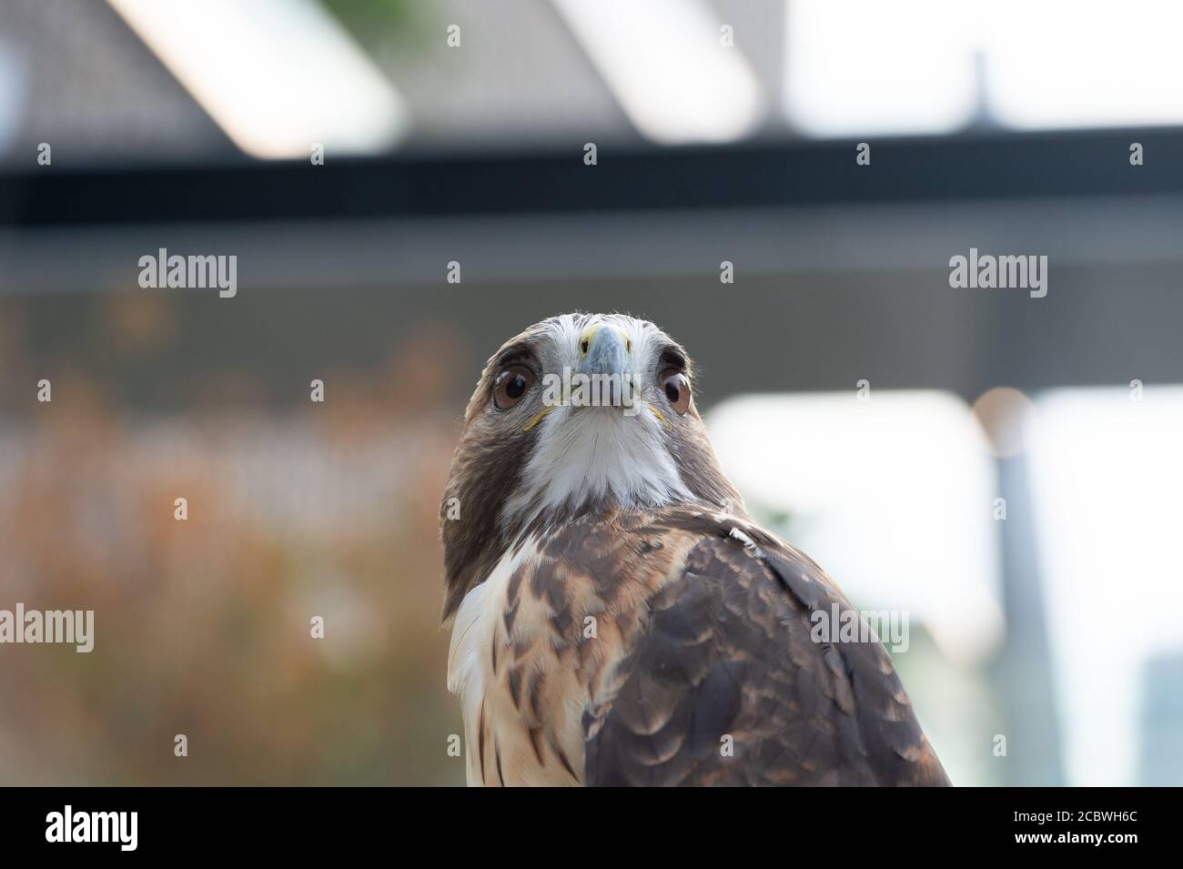 The hawk straight face expression of eye Stock Photo - Alamy