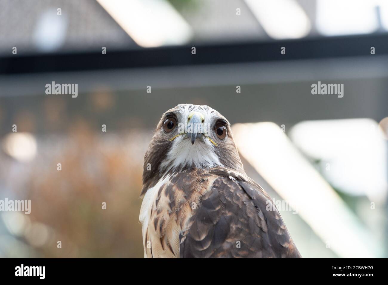 The hawk straight face expression of eye Stock Photo - Alamy