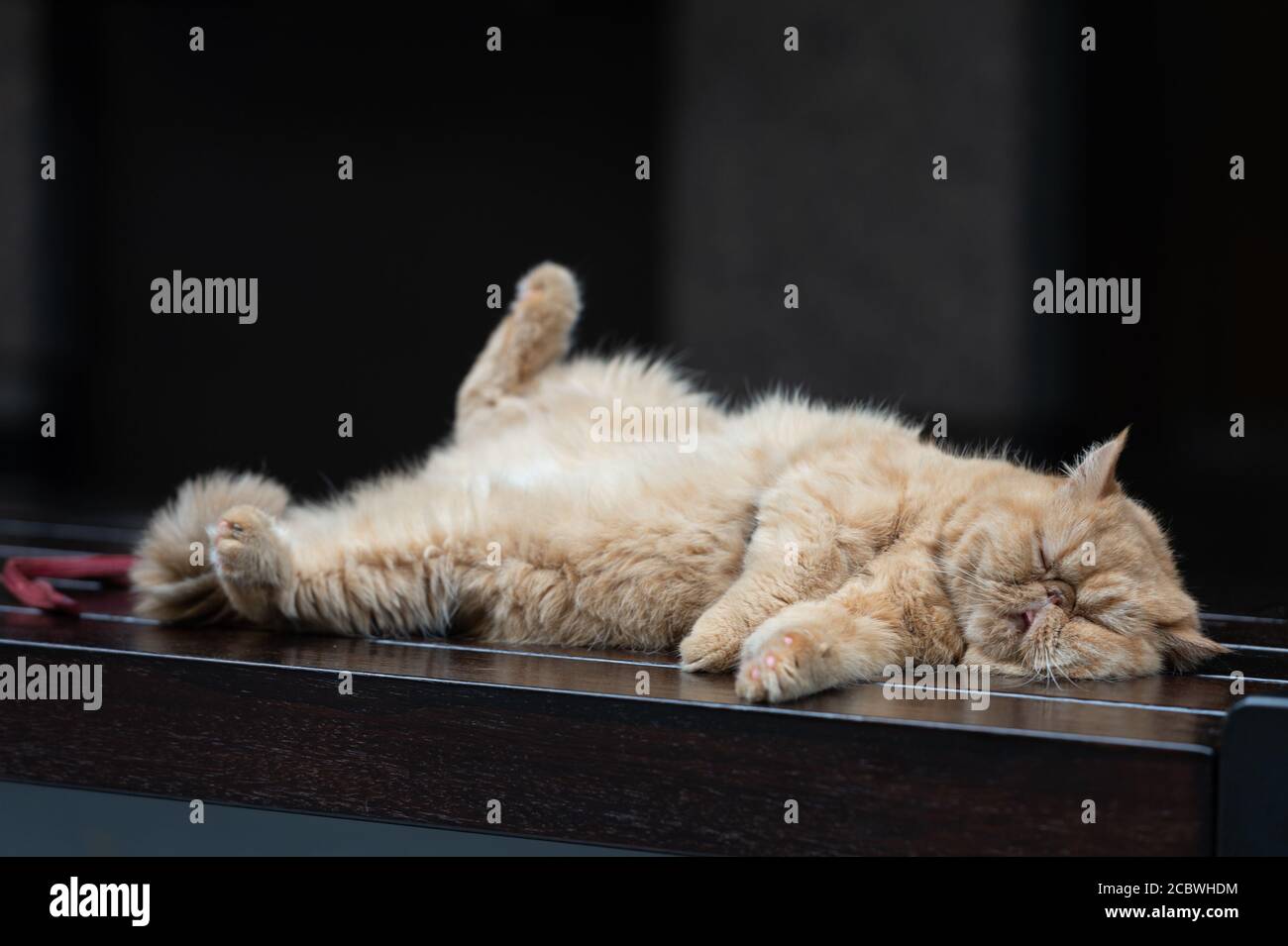 kitten is resting in a bizarre posture Stock Photo - Alamy