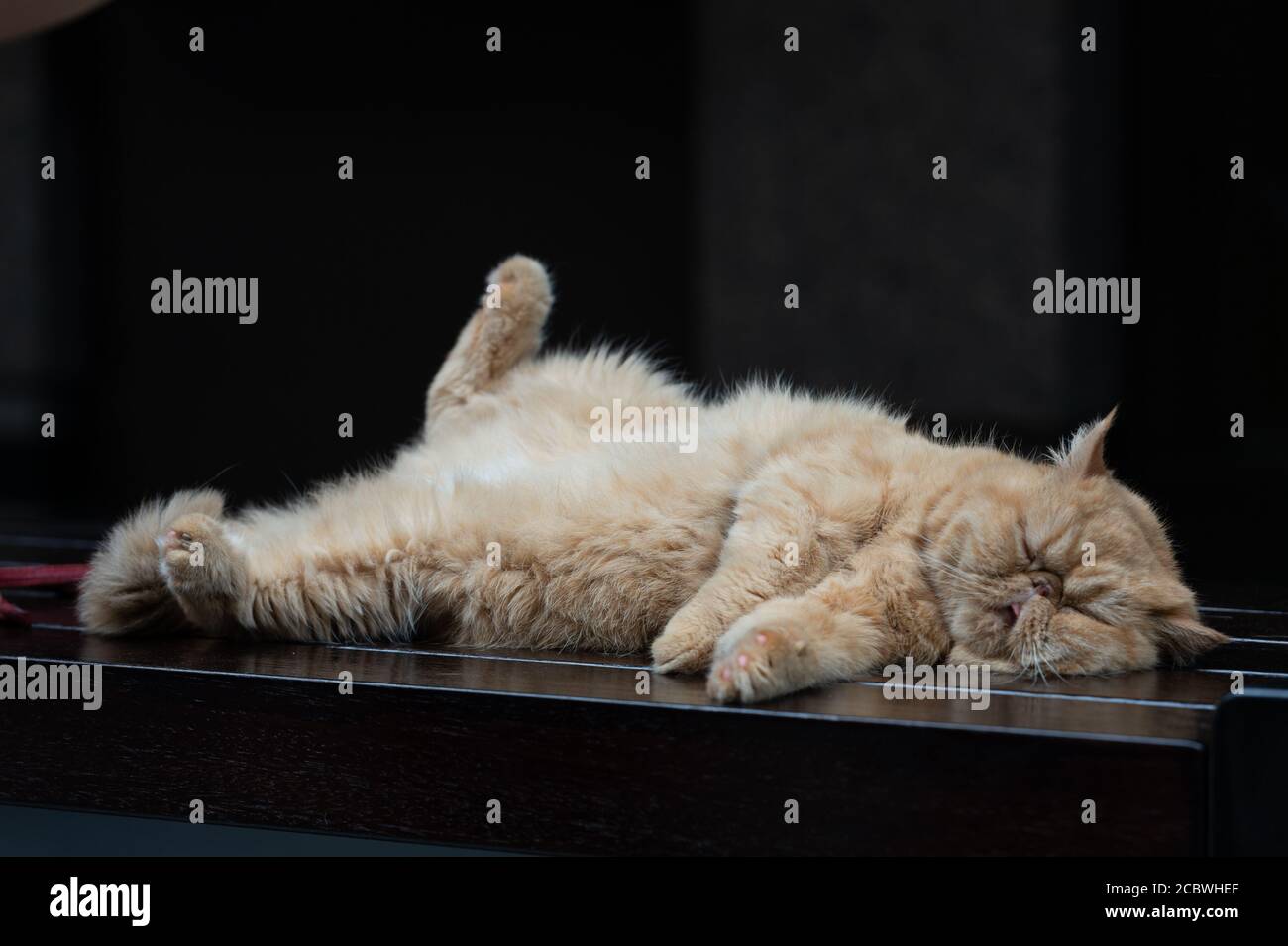 kitten is resting in a bizarre posture Stock Photo - Alamy