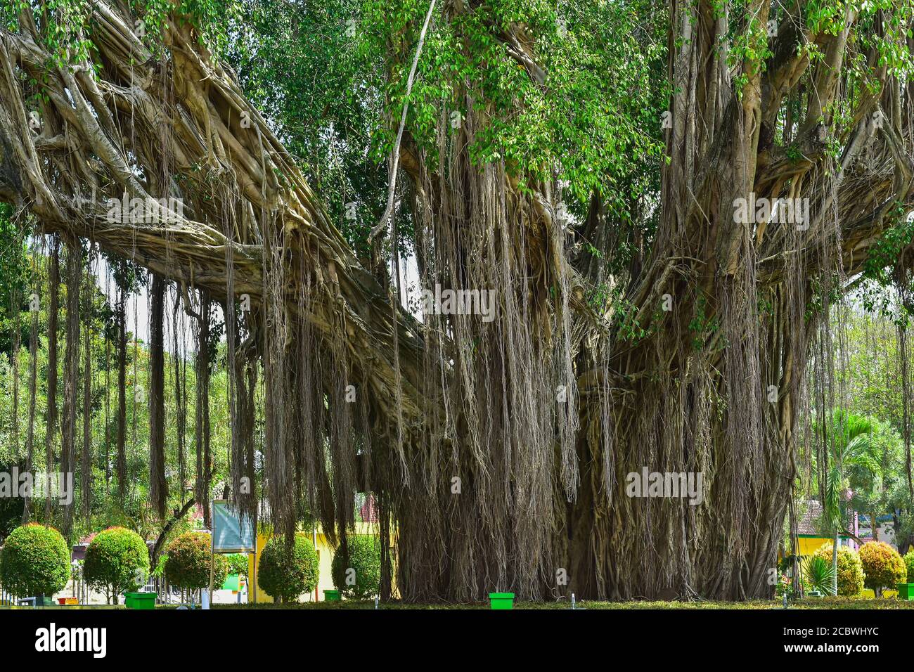 big tree root in the jungle wild. amazing banyan root in deep tropical ...