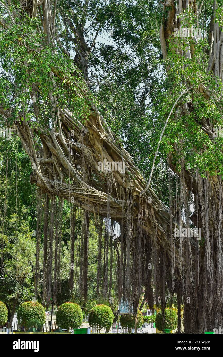big tree root in the jungle wild. amazing banyan root in deep tropical ...