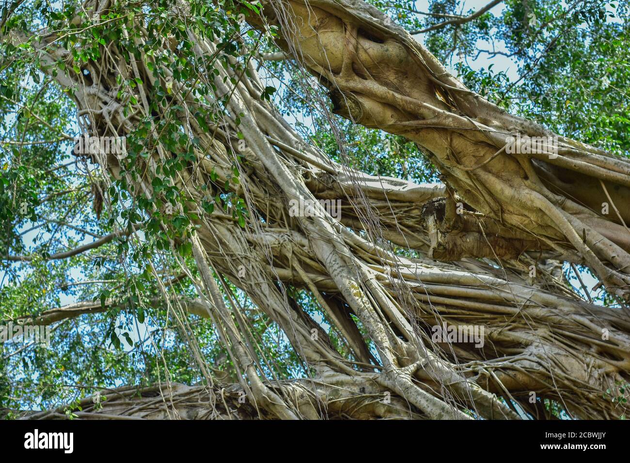 big tree root in the jungle wild. amazing banyan root in deep tropical ...