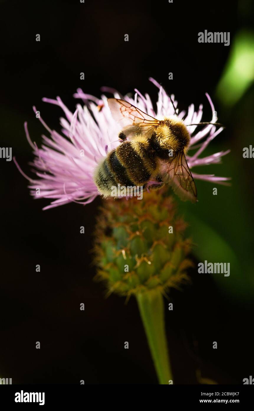 Cheirolophus sempervirens hi-res stock photography and images - Alamy