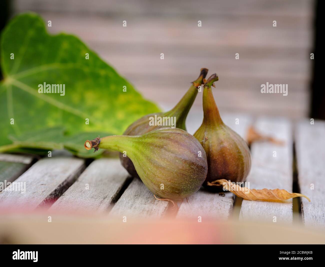 Home-grown figs on a table in a country garden in south-east UK, August ...
