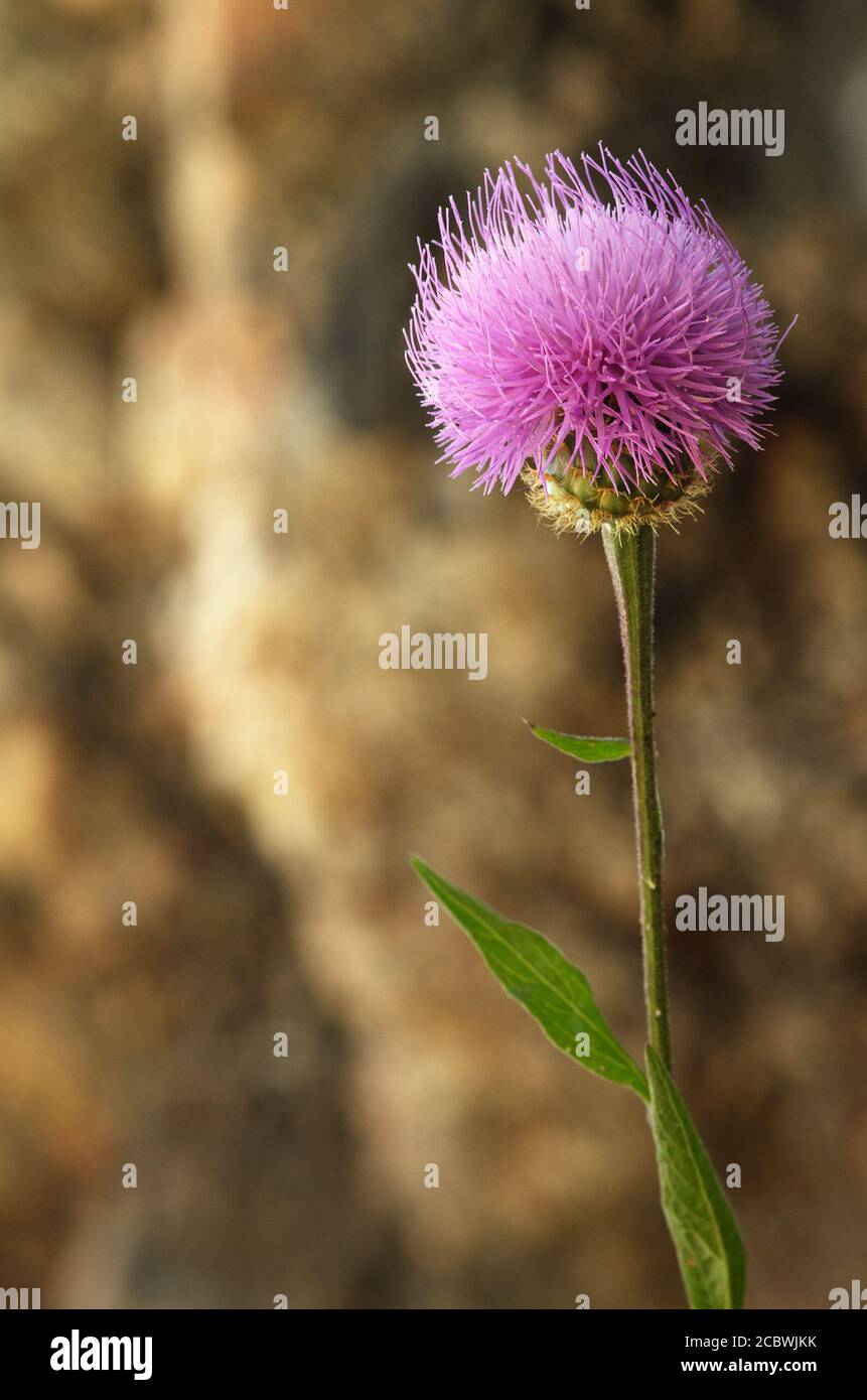 Cheirolophus sempervirens hi-res stock photography and images - Alamy
